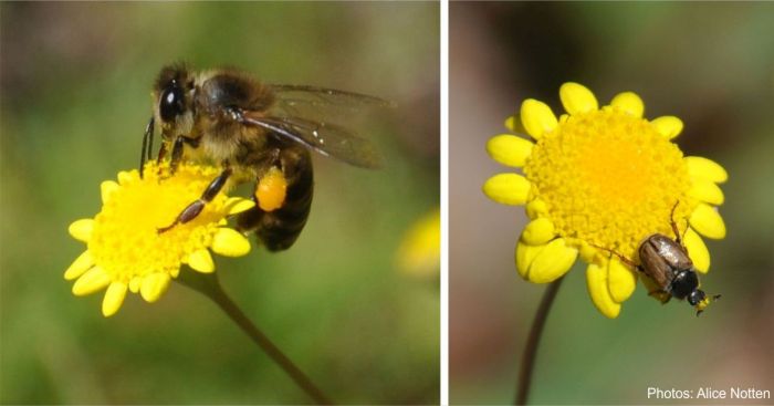 Cotula pruinosa | PlantZAfrica